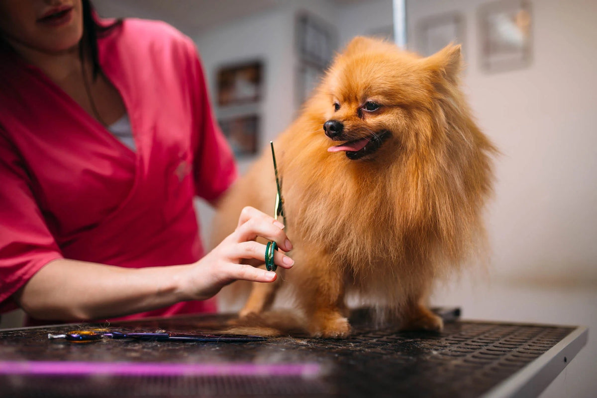 What Tools Does A New Professional Groomer Needs? — Blade Exchange